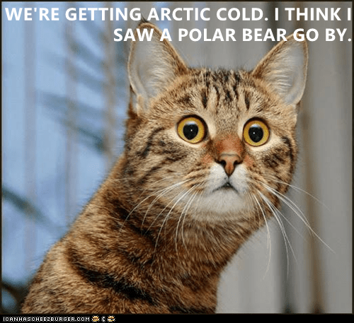ARCTIC COLD - Lolcats - lol | cat memes | funny cats | funny cat ...