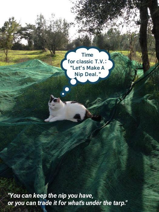 What's under the tarp? - Lolcats - lol | cat memes | funny cats | funny ...