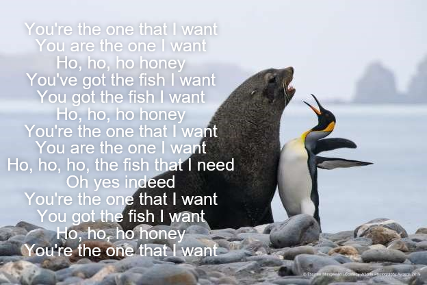 You're the one that I want - Animal Comedy - Animal Comedy, funny ...