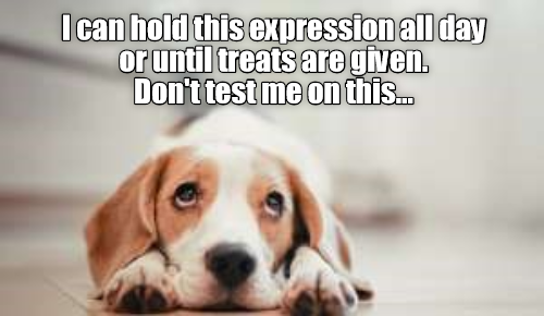 Surrender Now - I Has A Hotdog - Dog Pictures - Funny pictures of dogs ...