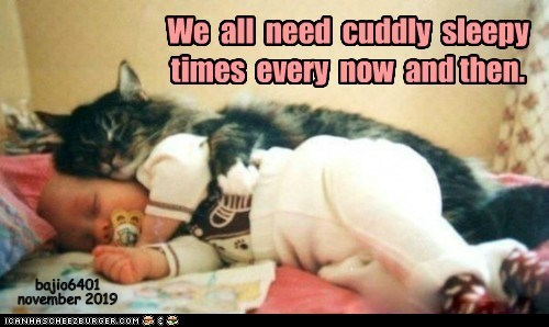 THE BEST WAY TO SLEEP - Lolcats - lol | cat memes | funny cats | funny ...