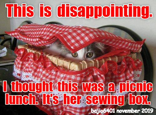 OH SHUCKY DARN - Lolcats - lol | cat memes | funny cats | funny cat ...
