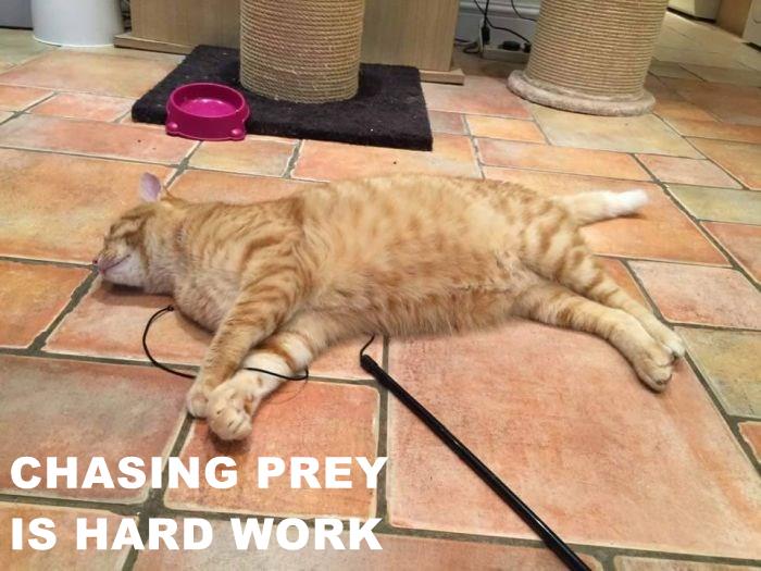 CHASING PREY IS HARD WORK - Lolcats - lol | cat memes | funny cats ...