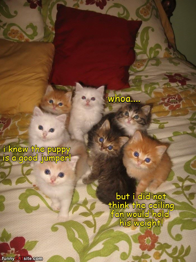 Amazing! - Lolcats - lol | cat memes | funny cats | funny cat pictures ...