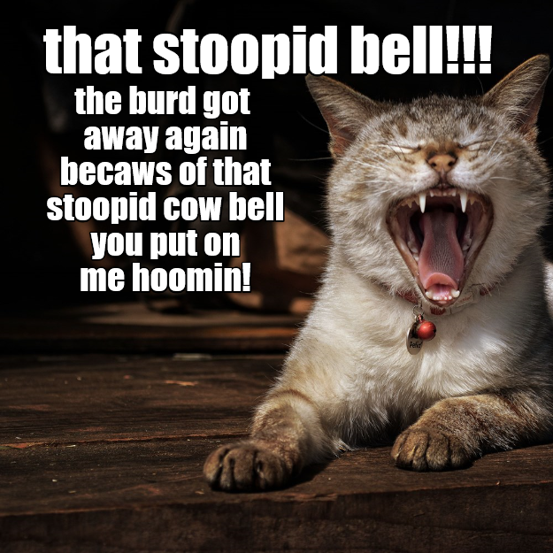 That stoopid bell!!! - Lolcats - lol | cat memes | funny cats | funny ...