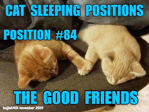 THE GUIDE TO CAT SLEEPING POSITIONS - Lolcats - lol | cat memes | funny ...