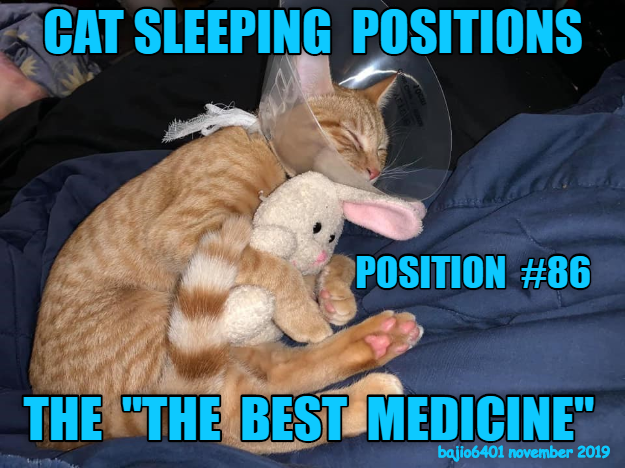 THE GUIDE TO CAT SLEEPING POSITIONS - Lolcats - lol | cat memes | funny ...