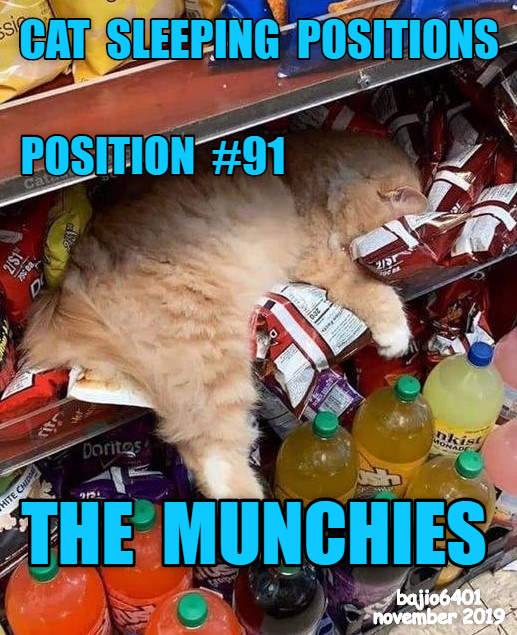 THE GUIDE TO CAT SLEEPING POSITIONS - Lolcats - lol | cat memes | funny ...