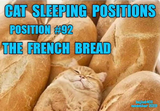 THE GUIDE TO CAT SLEEPING POSITIONS - Lolcats - lol | cat memes | funny ...