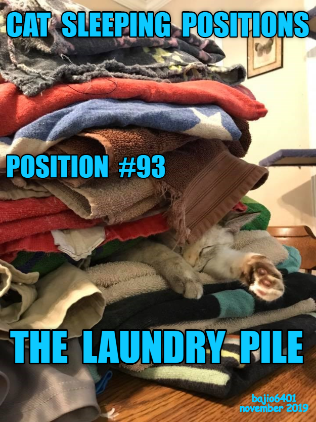 THE GUIDE TO CAT SLEEPING POSITIONS - Lolcats - lol | cat memes | funny ...