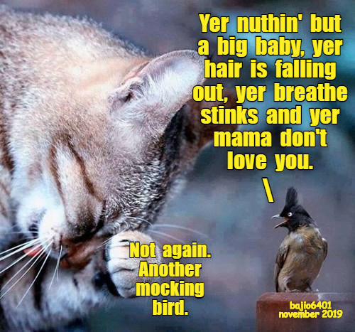 MOCKING BIRD - Animal Comedy - Animal Comedy, funny animals, animal gifs