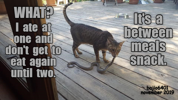 SNAKE: IT'S WHAT'S FOR SNACKING - Lolcats - lol | cat memes | funny ...
