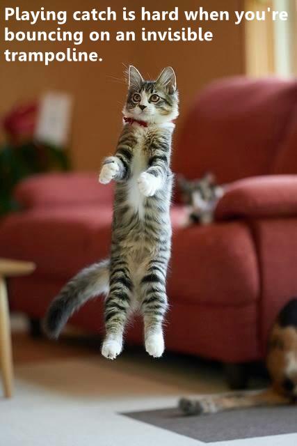 Playing catch - Lolcats - lol | cat memes | funny cats | funny cat ...