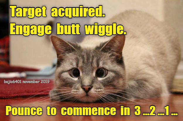 GOTTA USE PROPER PROCEDURES - Lolcats - lol | cat memes | funny cats ...