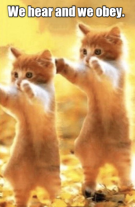 We hear, We obey - Lolcats - lol | cat memes | funny cats | funny cat ...