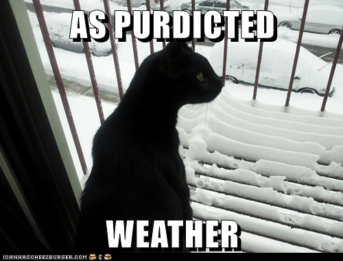 AS PURDICTED WEATHER - Lolcats - lol | cat memes | funny cats | funny ...
