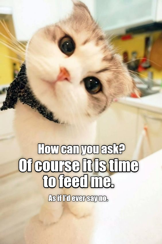 As if I'd ever say no. - Lolcats - lol | cat memes | funny cats | funny ...