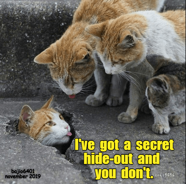 AND YOU DON'T KNOW THE SECRET PASSWORD EITHER - Lolcats - lol | cat ...