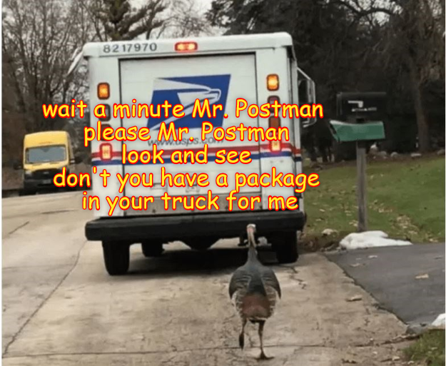 please Mr. Postman - Animal Comedy - Animal Comedy, funny animals ...