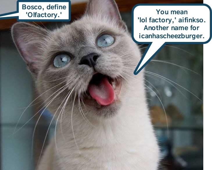 Keep that assembly line rolling - Lolcats - lol | cat memes | funny ...