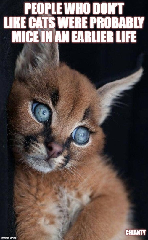 It mice be - Lolcats - lol | cat memes | funny cats | funny cat ...