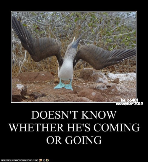 AND NEITHER DO I - Animal Comedy - Animal Comedy, funny animals, animal ...