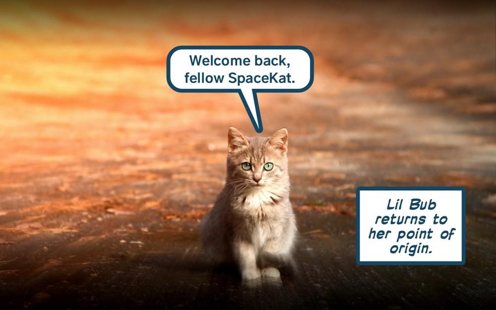 RIP Lil Bub, magical cat - Lolcats - lol | cat memes | funny cats ...