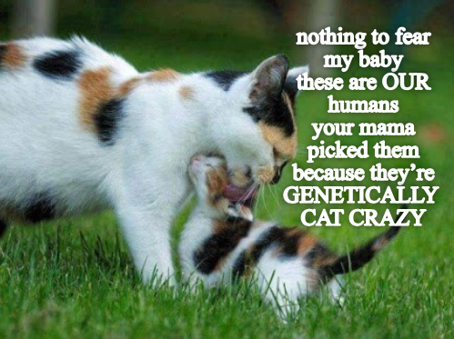 It’s Genetic? - Lolcats - lol | cat memes | funny cats | funny cat ...