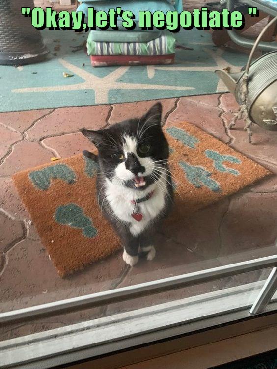 Okay... - Lolcats - lol | cat memes | funny cats | funny cat pictures ...