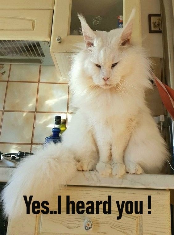 All ears - Lolcats - lol | cat memes | funny cats | funny cat pictures ...