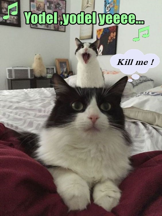 Now! - Lolcats - lol | cat memes | funny cats | funny cat pictures with ...