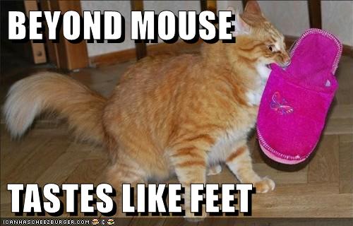 BEYOND MOUSE - Lolcats - lol | cat memes | funny cats | funny cat ...