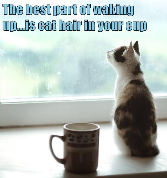 The best part of waking up... - Lolcats - lol | cat memes | funny cats ...