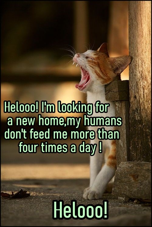 Help - Lolcats - lol | cat memes | funny cats | funny cat pictures with ...