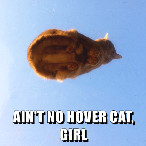 AIN'T NO HOVER CAT, GIRL - Lolcats - lol | cat memes | funny cats ...