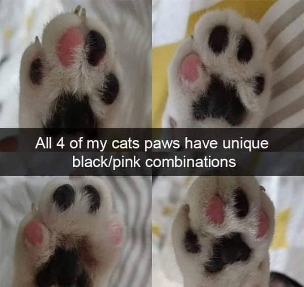 Gorgeous Toes - I Can Has Cheezburger?