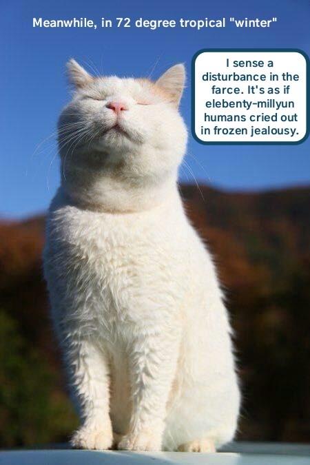 Meanwhile, in 72 degree tropical "winter" - Lolcats - lol | cat memes ...