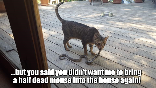 Make up your mind human! - Lolcats - lol | cat memes | funny cats ...
