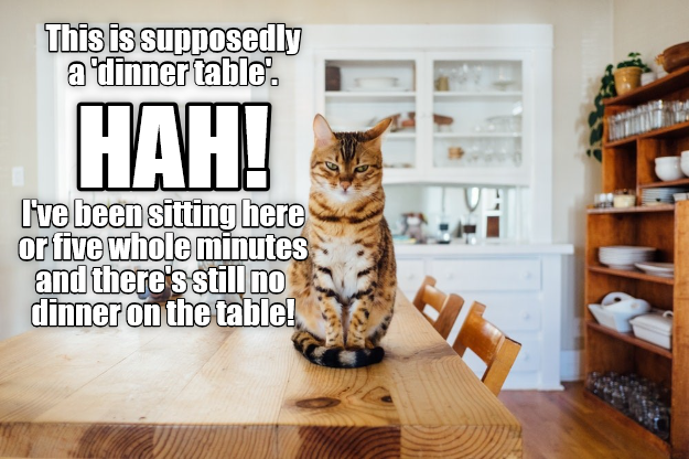 A 'dinner table' - Lolcats - lol | cat memes | funny cats | funny cat ...