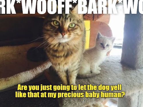Are you? - Lolcats - lol | cat memes | funny cats | funny cat pictures ...