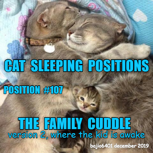 THE GUIDE TO CAT SLEEPING POSITIONS - Lolcats - lol | cat memes | funny ...