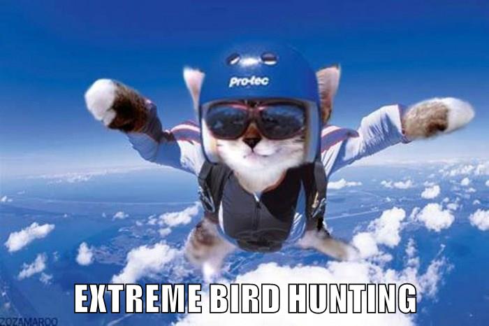 EXTREME BIRD HUNTING - Lolcats - lol | cat memes | funny cats | funny ...