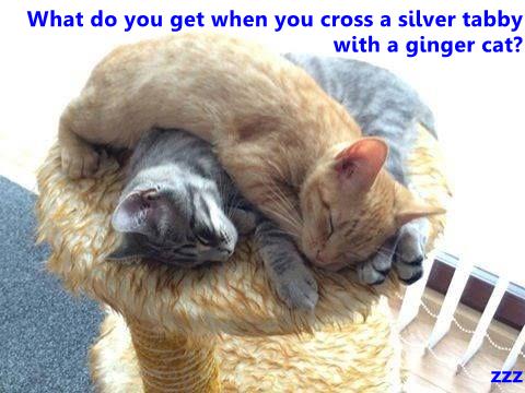 zzz - Lolcats - lol | cat memes | funny cats | funny cat pictures with ...