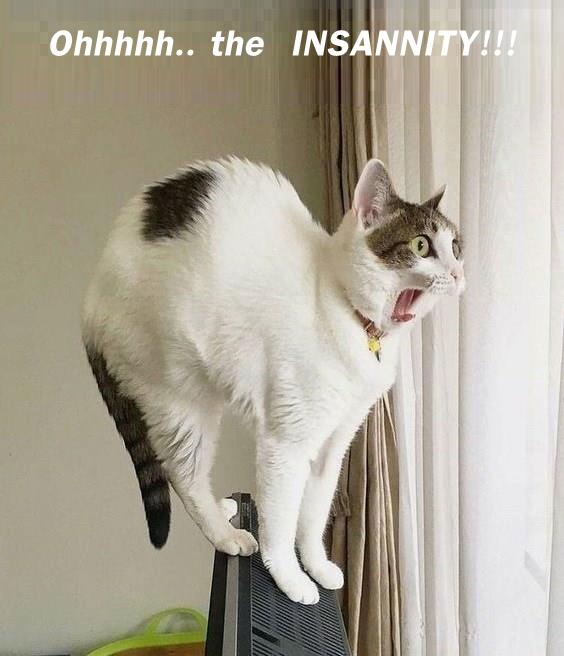Ohhhhh.. the INSANNITY!!! - Lolcats - lol | cat memes | funny cats ...