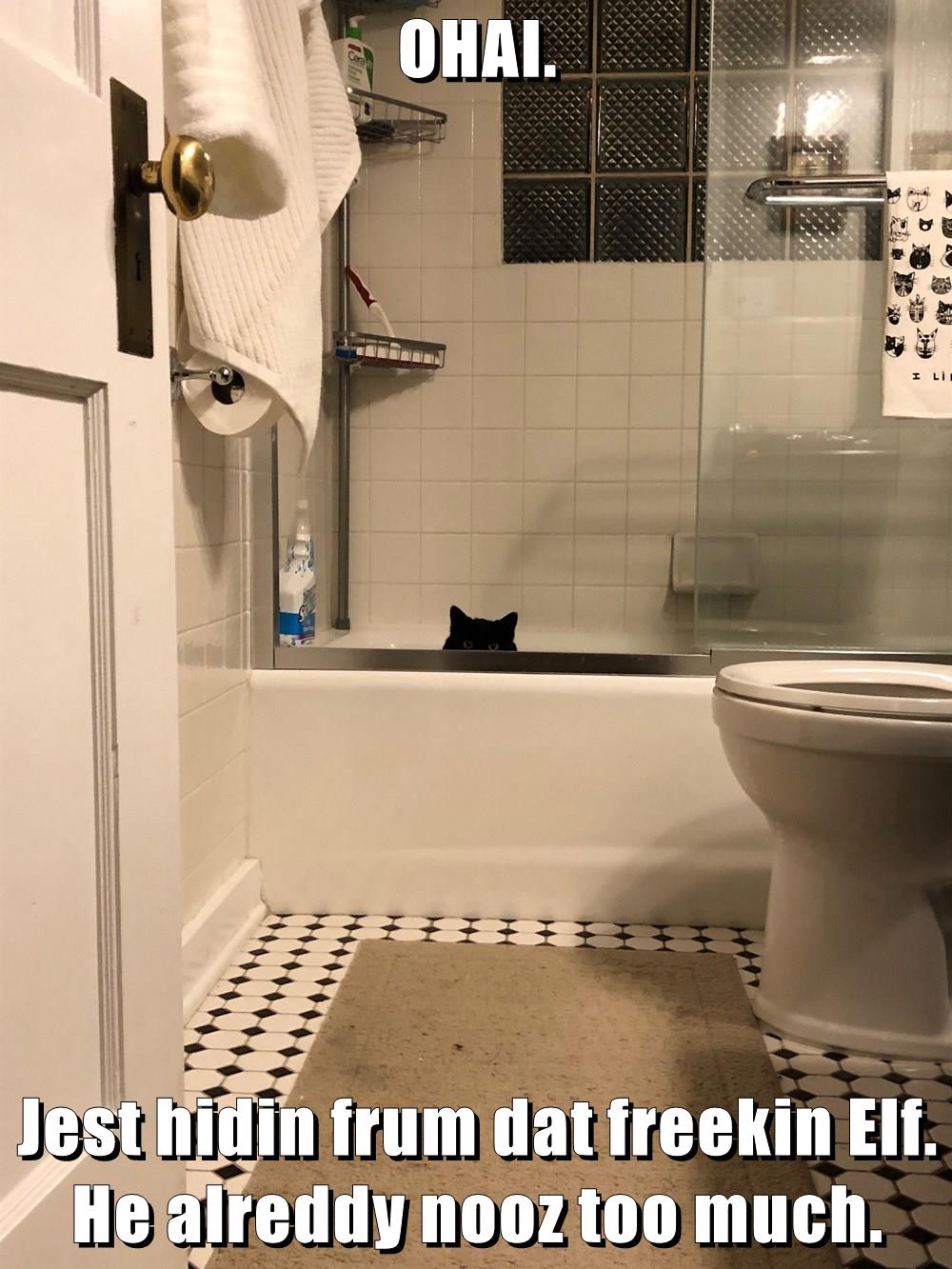 OHAI - Lolcats - lol | cat memes | funny cats | funny cat pictures with ...