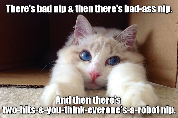 Yikes! - Lolcats - lol | cat memes | funny cats | funny cat pictures ...