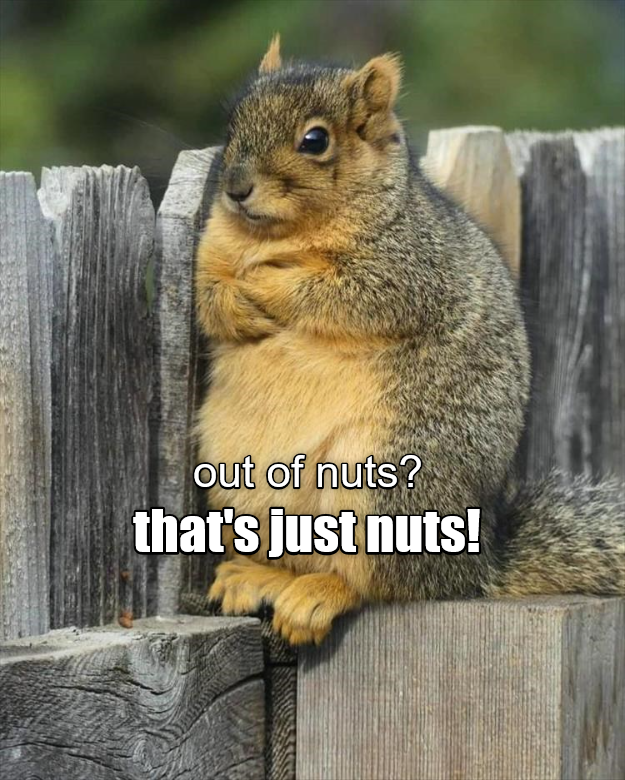 that's just nuts! - Animal Comedy - Animal Comedy, funny animals ...