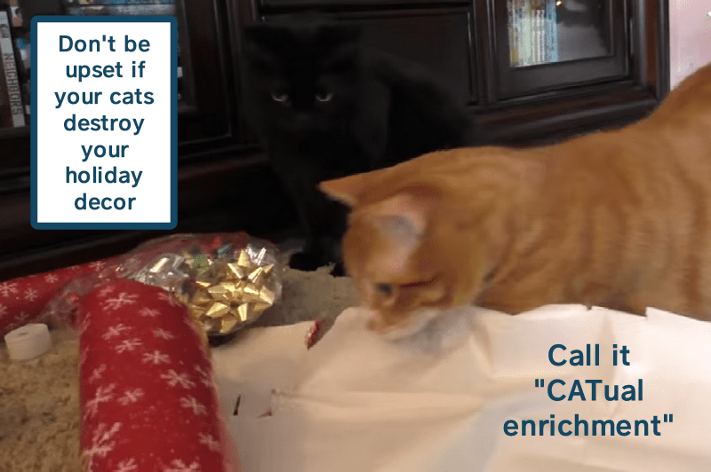 It's all good - Lolcats - lol | cat memes | funny cats | funny cat ...