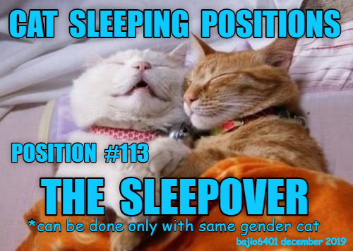 THE GUIDE TO CAT SLEEPING POSITIONS - Lolcats - lol | cat memes | funny ...