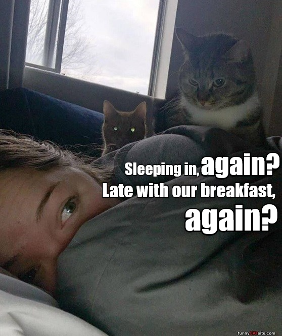 AGAIN! - Lolcats - lol | cat memes | funny cats | funny cat pictures ...